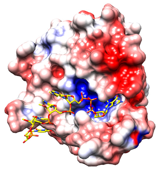 Lpep | Trypanosomatid protein synthesis machinery